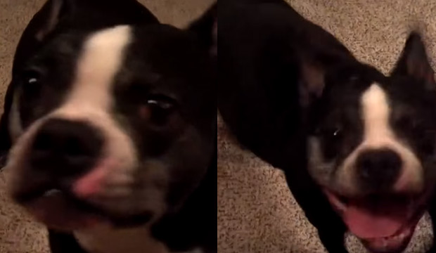 This dancing dog has better rhythm than you - The Poke