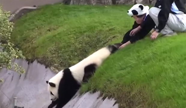 Zookeepers struggle to stop Giant Panda rolling down a hill - The Poke