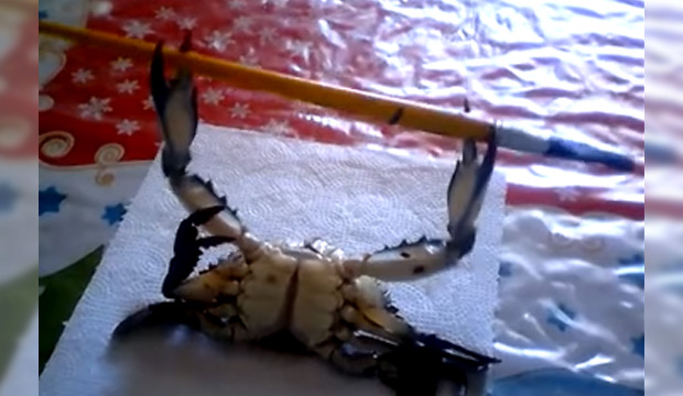 Amazing footage of a weightlifting crab - The Poke