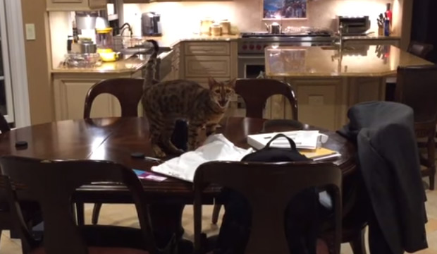 Cat deliberately knocks everything off kitchen table - The Poke