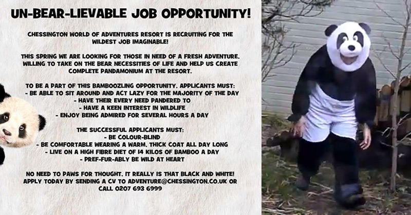 Chessington World of Adventures 'robot panda operator' job is full of ...