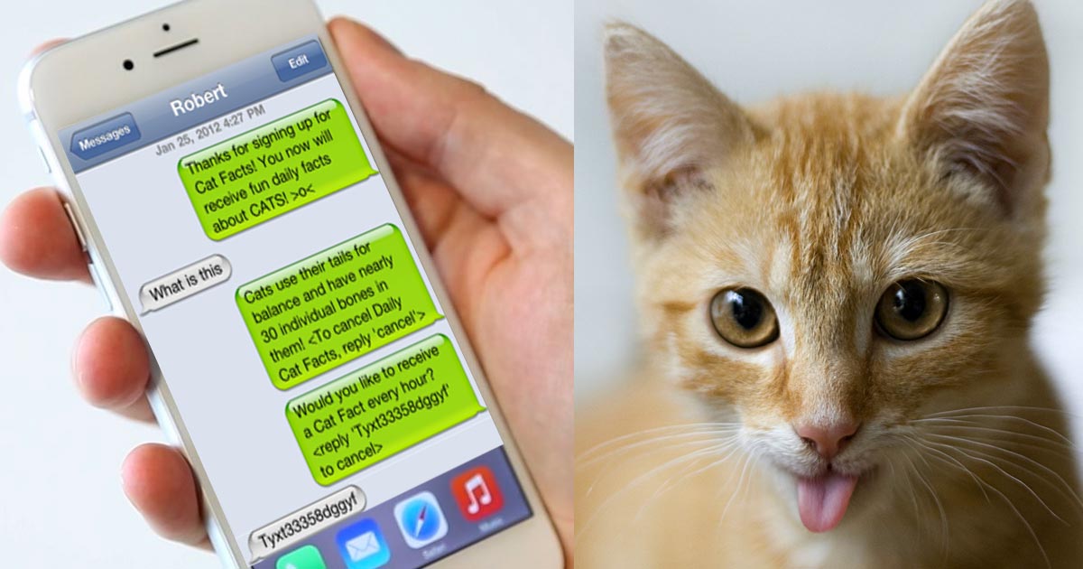 This guy pranking his cousin with a fake "cat facts text messaging ...