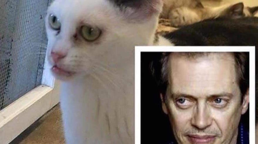 Here's a cat that looks vaguely like Steve Buscemi - The Poke