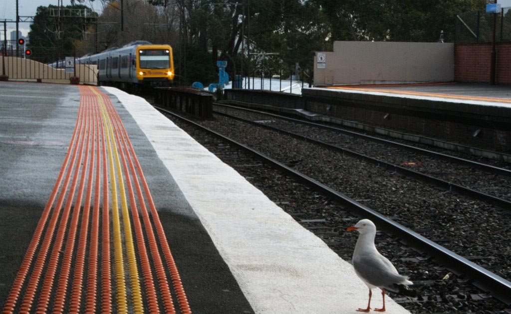 This story about a man feeding a seagull at a train station is ...