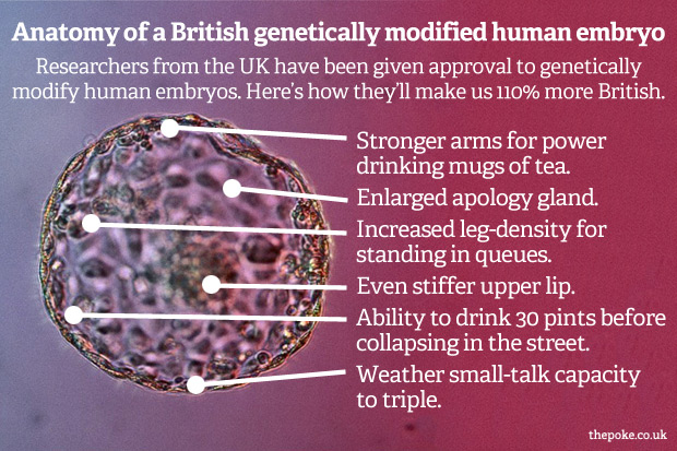 Anatomy of a British genetically modified human embryo - The Poke