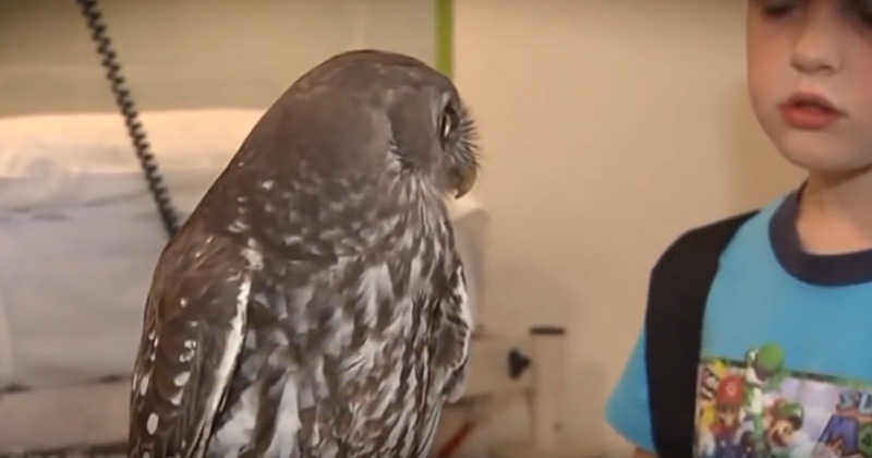 Look at this "calm owl" - The Poke