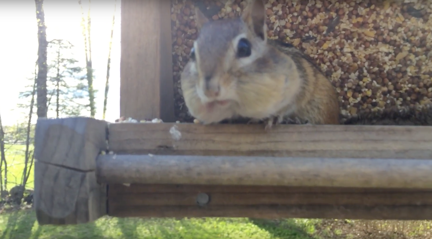 This video of chipmunk's guilty reaction when he's caught raiding a ...