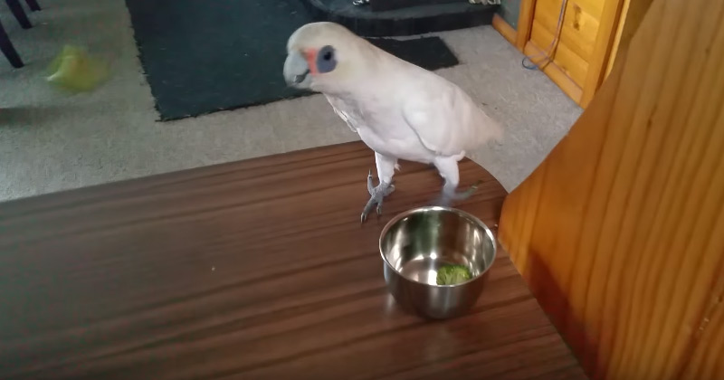 Eric the mouthy Cockatoo refuses to eat his broccoli - The Poke