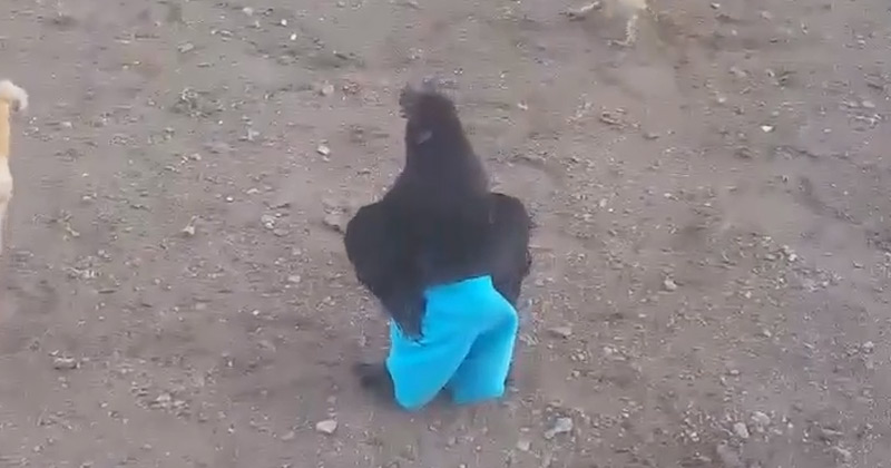 This chicken wearing a tiny pair of trousers is what you need in your ...