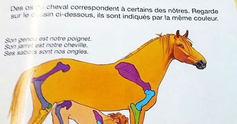 This French anatomy book has chosen an odd way to illustrate bone ...