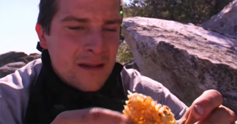 Bee sting turns Bear Grylls into Benedict Cumberbatch - The Poke