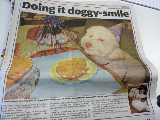 The-Top-Funniest-Newspaper-Headlines-Funny-Jokes-Ever-29 - The Poke ...