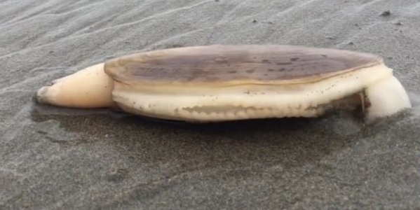 Weird squirting clam video goes viral. You'll believe a clam can spurt ...
