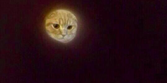 'Take a photo of your cat through a tube and you get ... Moon Cat ...