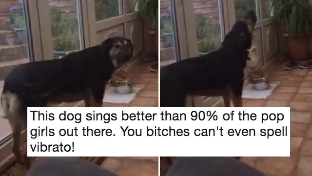 Forget about Britain's Got Talent, this dog could win The X Factor ...