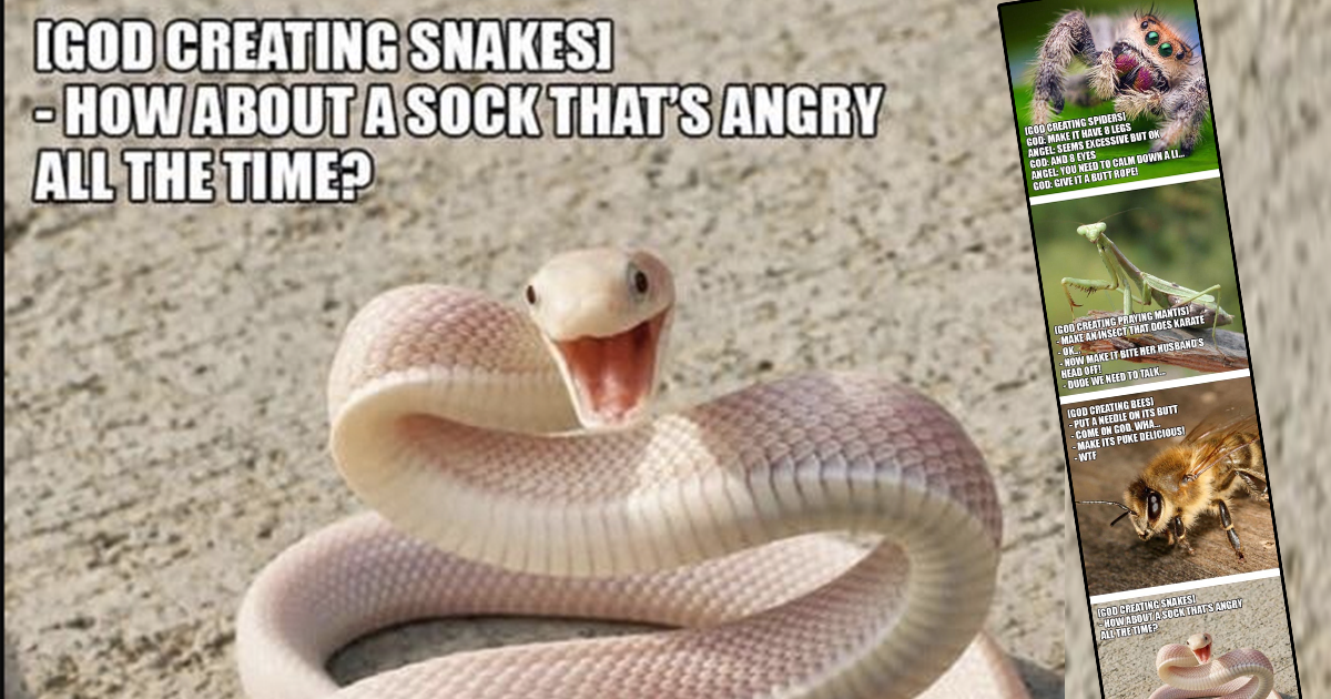 These "when God created [animal]" memes are pretty funny - The Poke