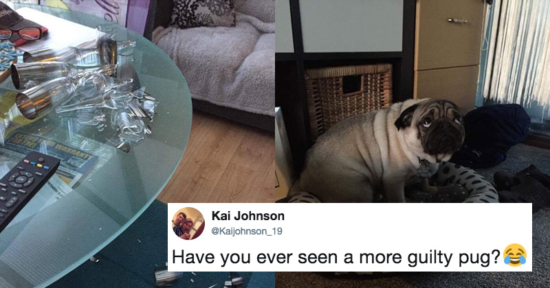 Here's a strong contender for 'guiltiest pug of the century' - The Poke