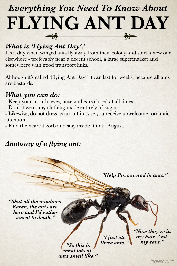 Everything you need to know about flying ant day - The Poke