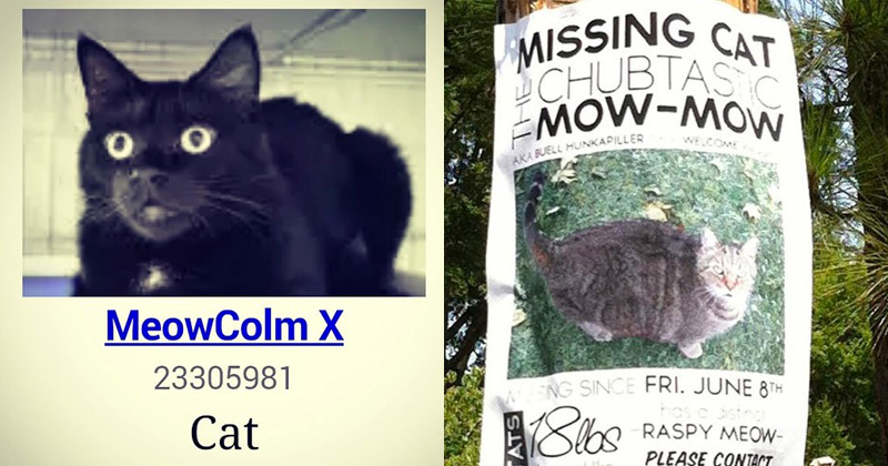 On International Cat Day, here's 12 of the best/worst cat names to ...