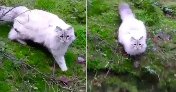 Long week? This cat jumping over a stream will make it better - The Poke