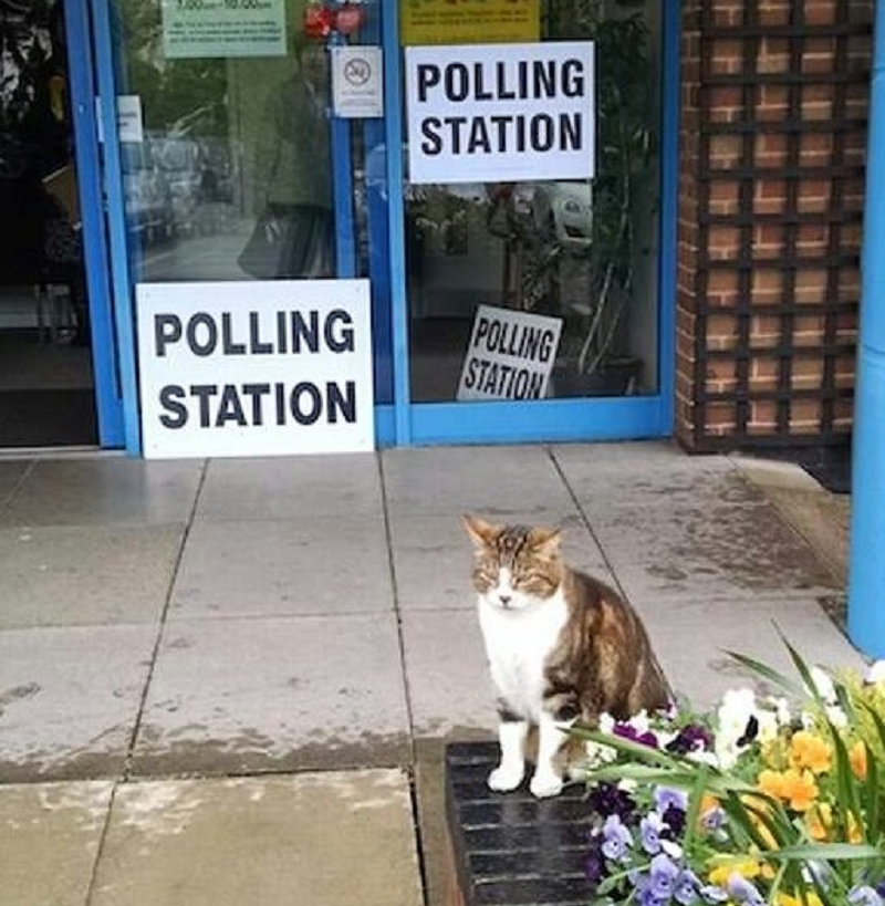 If you're sick of dogs at polling stations, here are some cats at ...