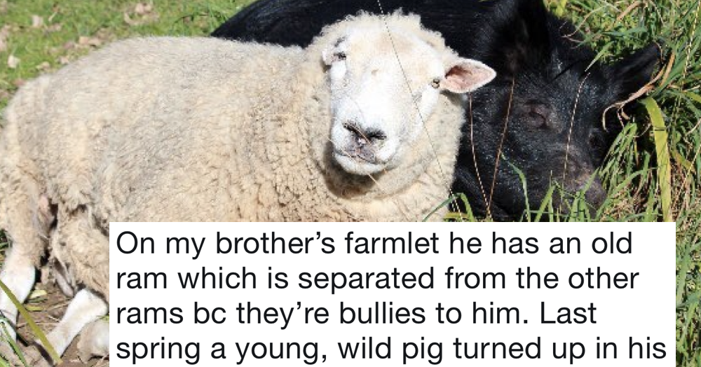 This tale of a sheep and a pig making friends melted people's hearts ...