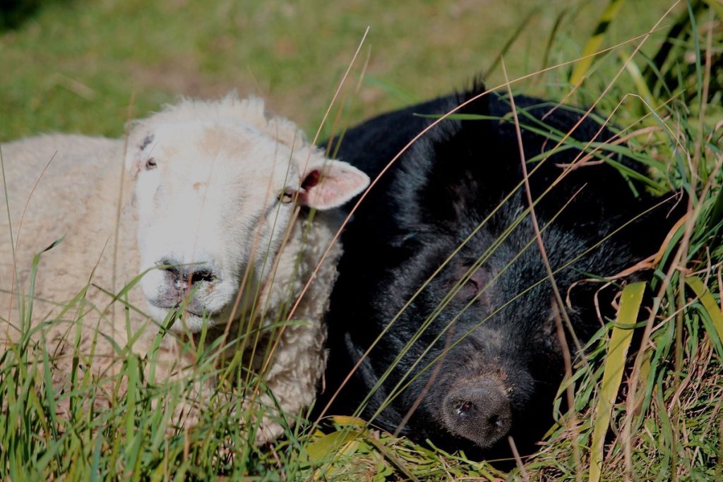 This tale of a sheep and a pig making friends melted people's hearts ...