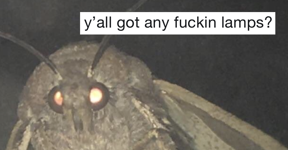7 great examples of the unlikely moth/lamp meme that lit up the ...