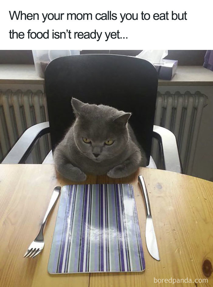 Got a lot on your plate? These 19 food memes will help take your mind ...