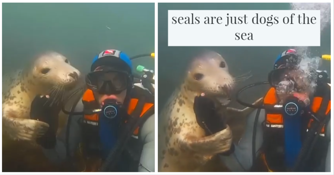 seal3 - The Poke - The Poke