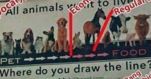 'Where do you draw the line?' - The Poke