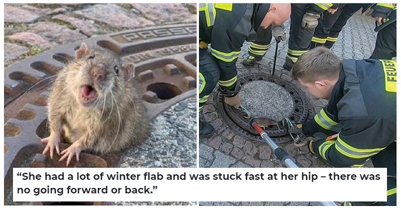A rotund rodent had a bit of a narrow squeak in a manhole cover - The Poke