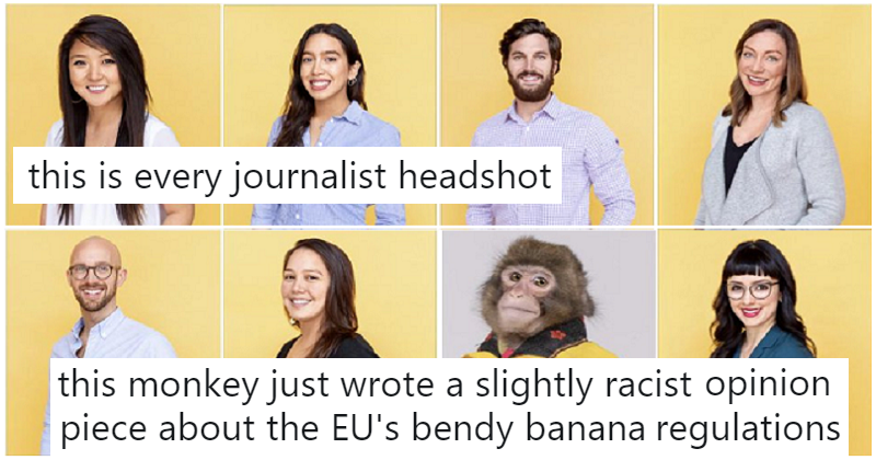 Journalists have realised this monkey has nailed their favourite pose ...