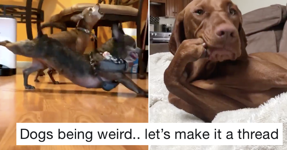 Just 19 videos of dogs doing weird things to make your day better - The ...
