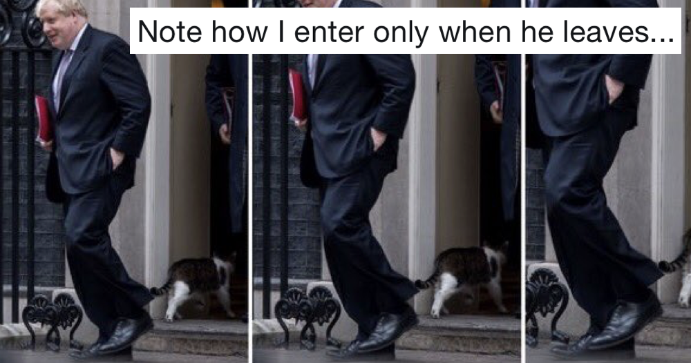 Larry the Cat had the best commentary on Boris Johnson becoming PM - 13 ...