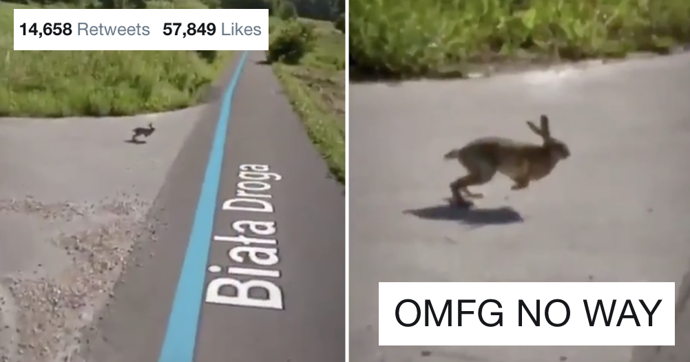 What happens next with this rabbit spotted on Google Maps is very funny ...