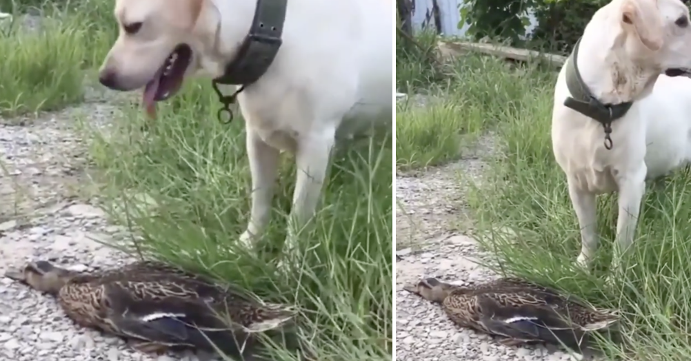 The payoff to this duck playing dead is today's loveliest thing - The Poke