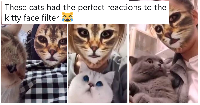 Cats seeing their humans use kitty face filters is our new favourite ...