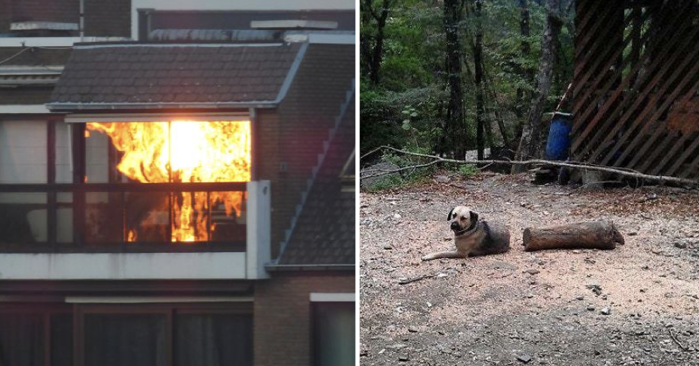 Simply 13 totally innocent pictures that are momentarily utterly ...