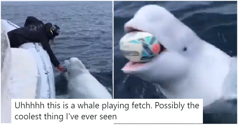 Nothing to see here - just a beluga whale playing fetch with a rugby ...