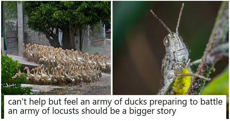 7 funniest responses to China sending an army of ducks to fight a swarm ...