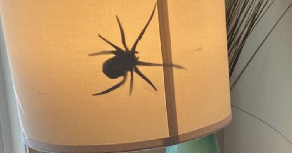 This spider in a lamp prank is A++ - The Poke