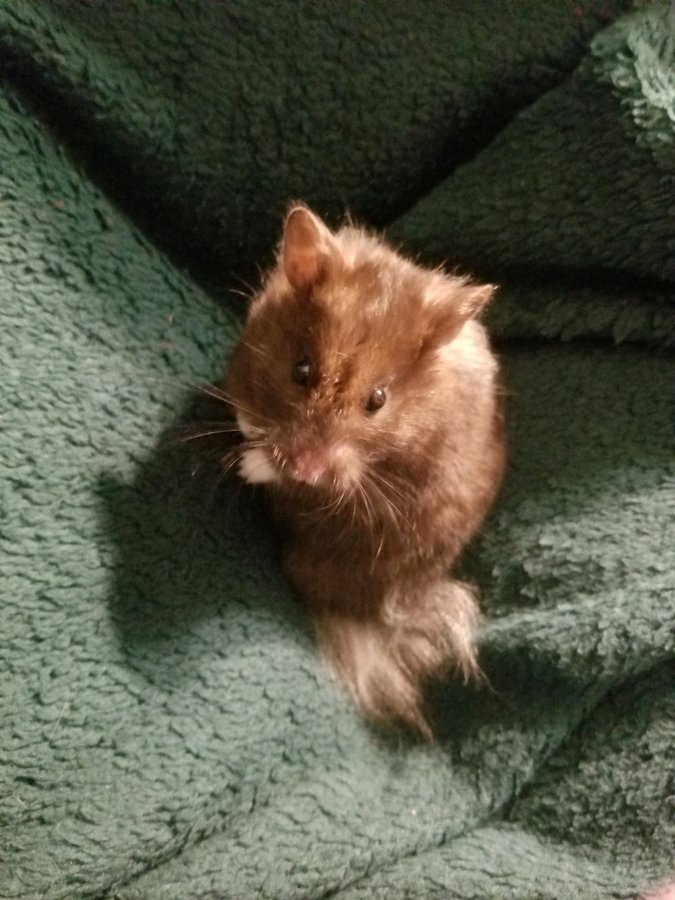 This woman thought 'hamster pic' was a euphemism for something more intimate and it's an online ...