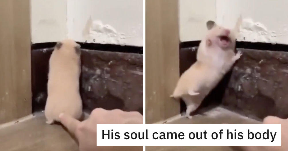 You won't see anything more surprised than this hamster given an ...