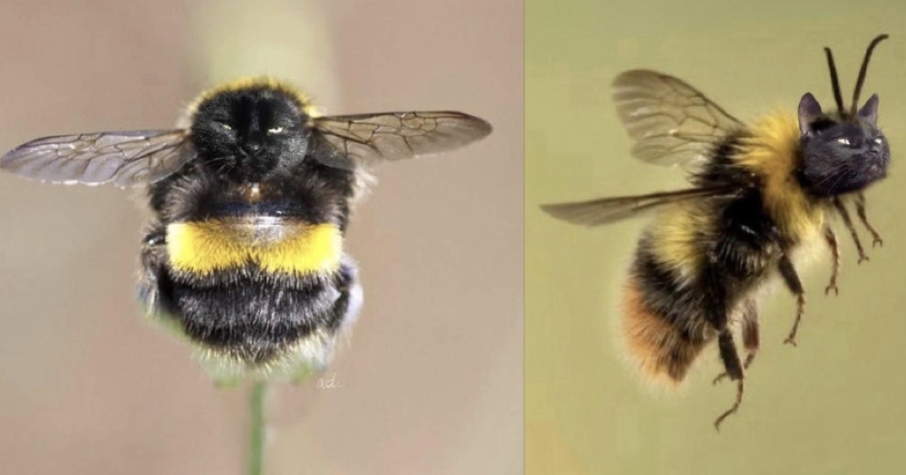 'My sister keeps photoshopping her cat’s face onto bees' - The Poke