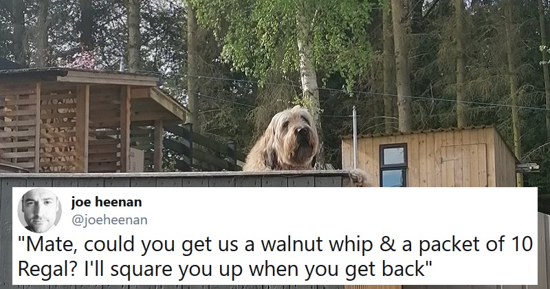 13 top tweets from the very funny Joe Heenan to brighten your day - The ...
