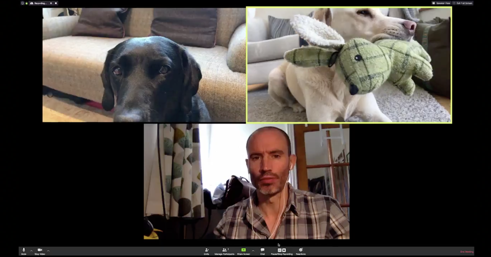The BBC's Andrew Cotter had an 'online meeting' with his dogs and it's ...