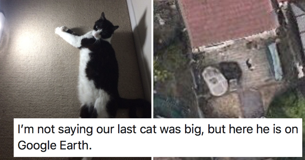 The cat so big you could see it on Google Earth - The Poke