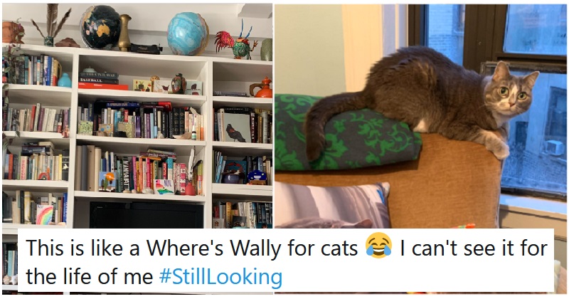 This "spot the cat" picture has gone viral because it's purrfectly ...