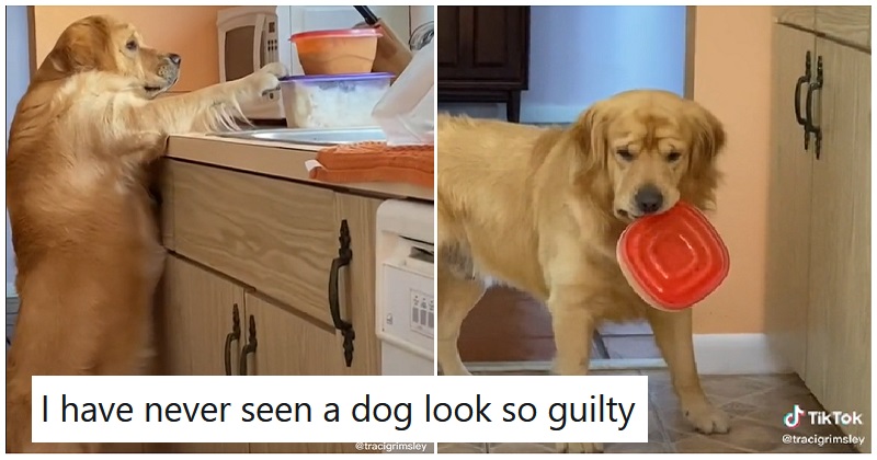 Is this the most guilty-looking - but cute - dog of all time? - The Poke